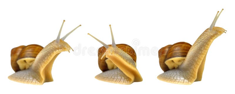Snails stock image. Image of pastoral, spiral, summer, speed - 892269