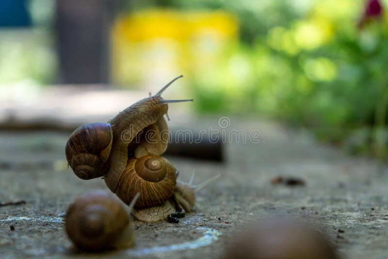 Three Snails on Top of Each Other Stock Image - Image of animal ...