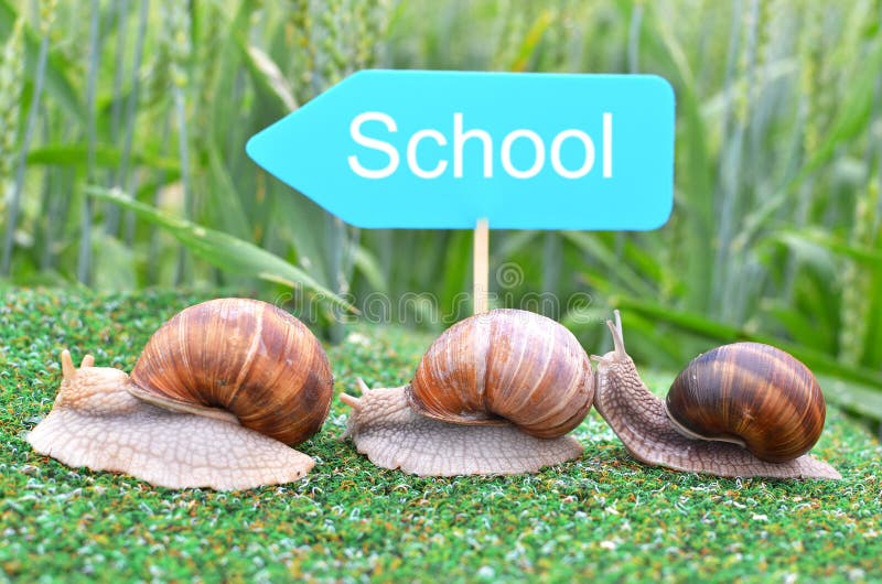 Three snails stock photo. Image of slimey, creature, stufdy - 37388712