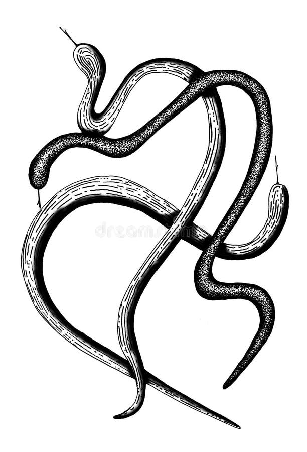 Reptile Snake Diagram Stock Illustrations – 81 Reptile Snake Diagram ...