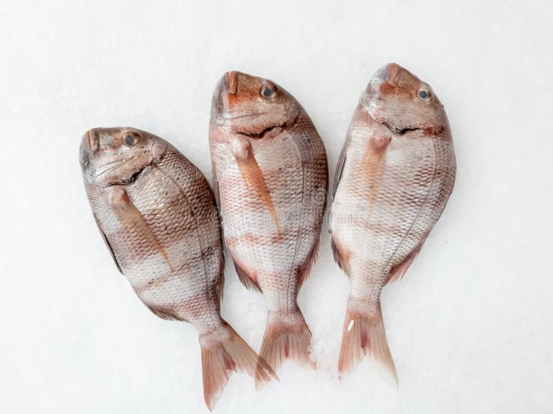 Three Snapper Sea Fish Seen from Above Stock Photo - Image of food ...