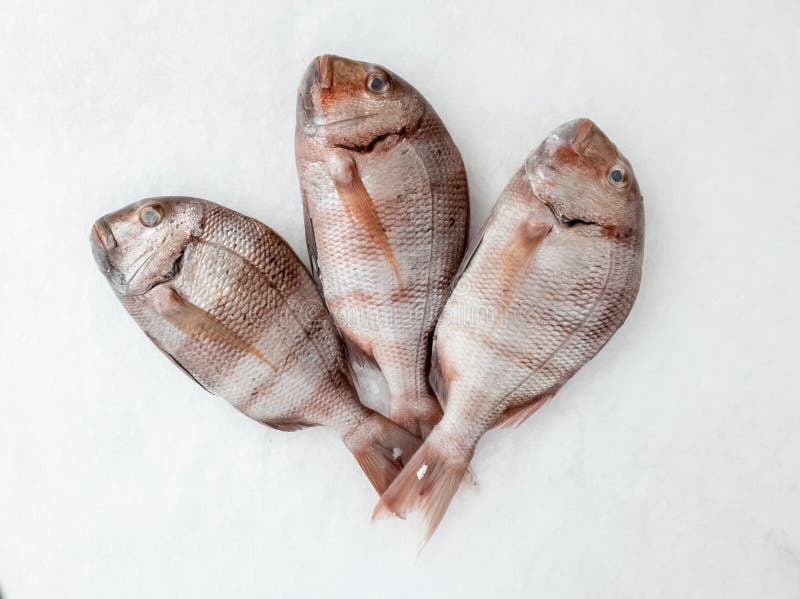 Three Snapper Sea Fish View from Above Stock Image - Image of cold ...