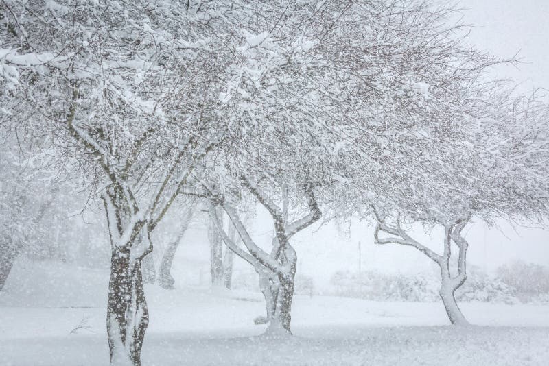 Three Snow Covered Trees in Falling Snow Stock Image - Image of three ...