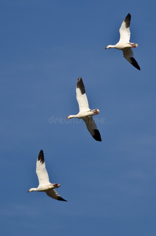 Three Snow Geese in Flight stock photo. Image of waterfowl - 20715676
