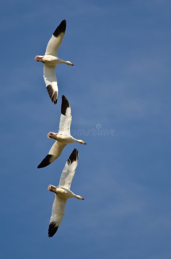 Three Snow Geese Flying in a Blue Sky Stock Photo - Image of tips ...