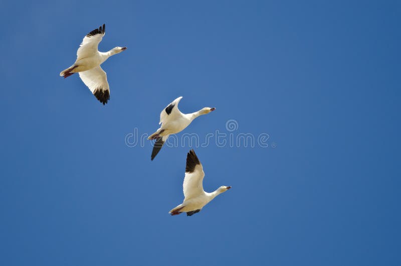 Three Snow Geese Flying in a Blue Sky Stock Image - Image of animal ...