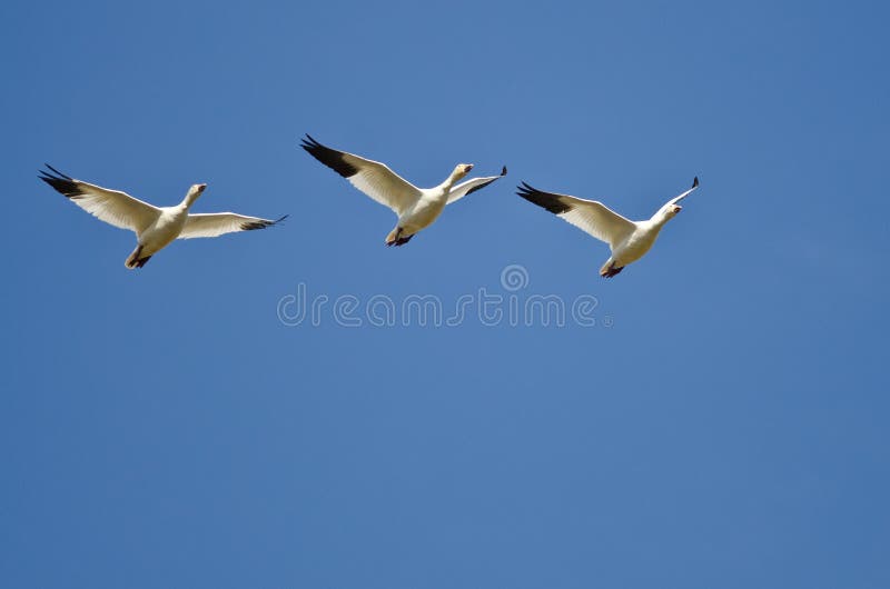 Three Snow Geese Flying in a Blue Sky Stock Image - Image of circling ...