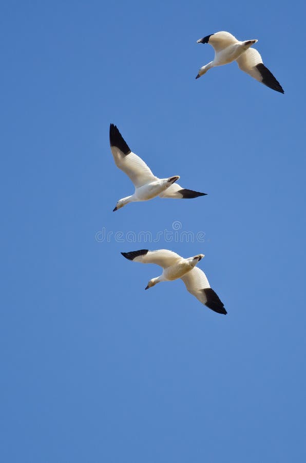 Three Snow Geese Flying in a Blue Sky Stock Photo - Image of north ...