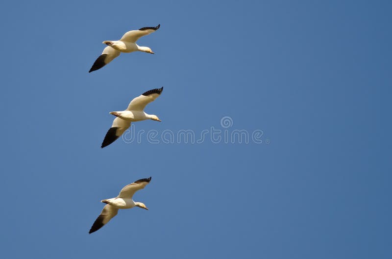 Three Snow Geese Flying in a Blue Sky Stock Photo - Image of aquatic ...