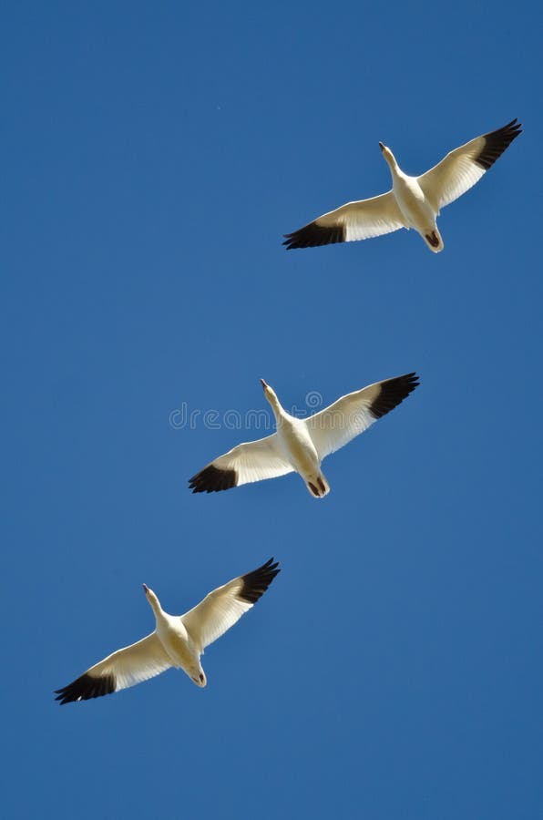Three Snow Geese Flying in a Blue Sky Stock Image - Image of tips, bird ...