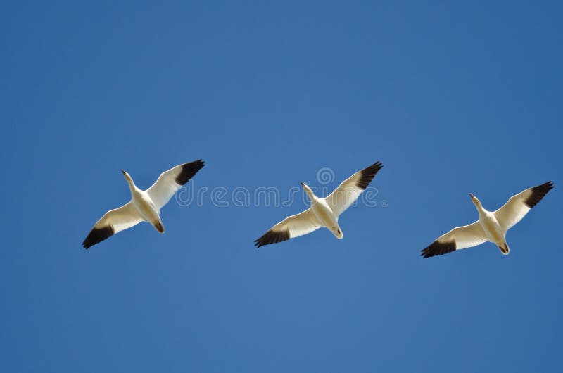 Three Snow Geese Flying in a Blue Sky Stock Photo - Image of three ...