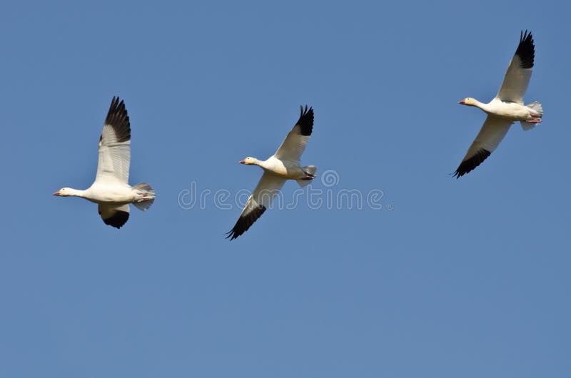 Three Snow Geese Flying in a Blue Sky Stock Image - Image of white ...