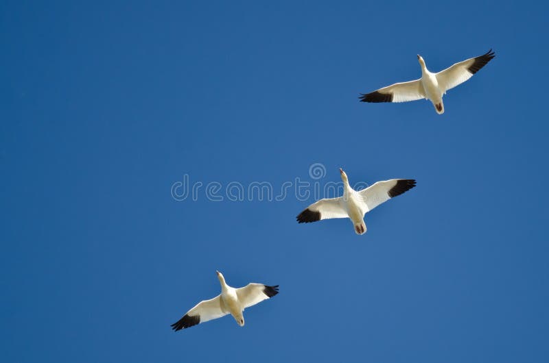 Three Snow Geese Flying in a Blue Sky Stock Photo - Image of animal ...