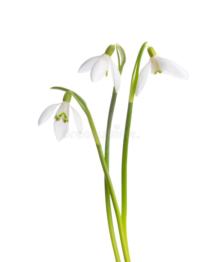 Snowdrop flowers stock photo. Image of seasonal, season - 38666496