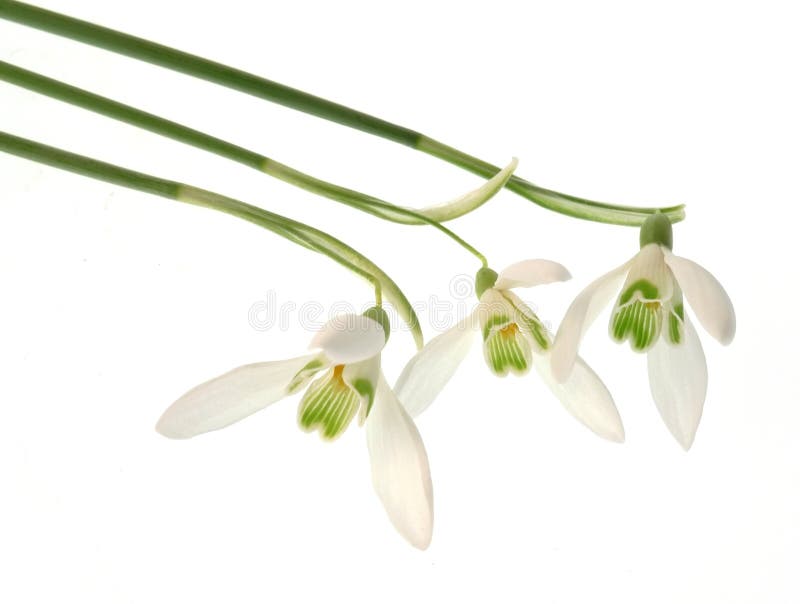 Three snowdrops isolated stock photo. Image of floral - 13569842