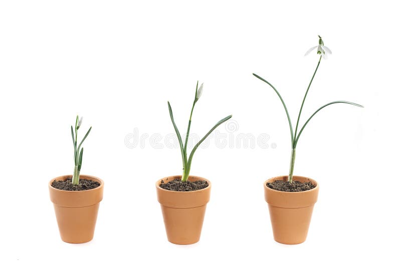 Three Snowdrops in Terracotta Pots Stock Image - Image of park ...