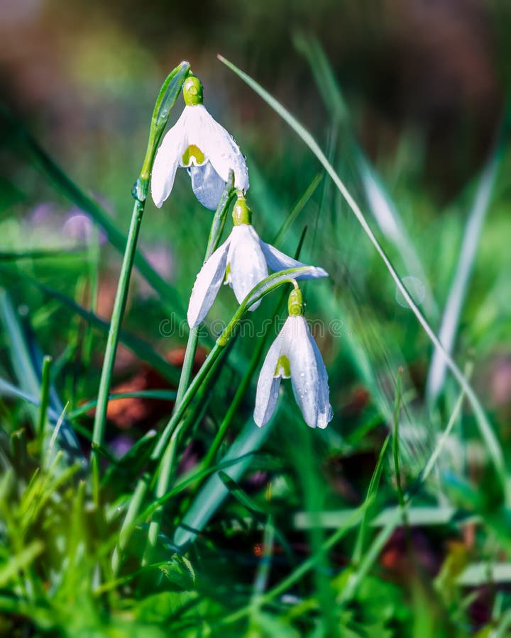 Two Snowdrops in the Meadow Stock Photo - Image of botany, flower ...