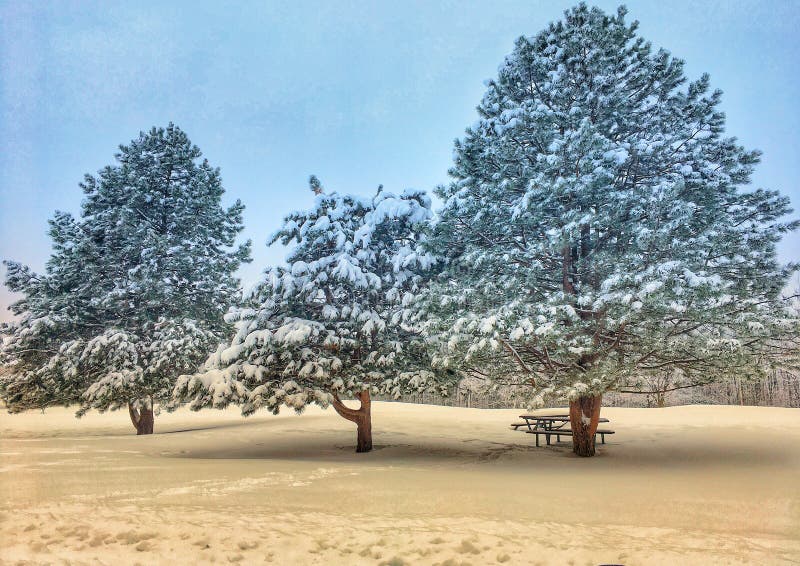 Three snowy trees stock image. Image of snowy, three - 172578251