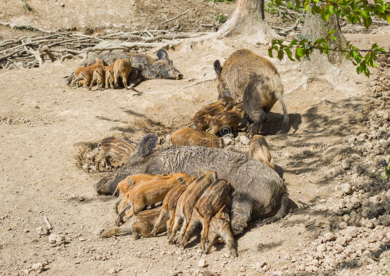 Three sows with piglets stock photo. Image of spring - 71393102