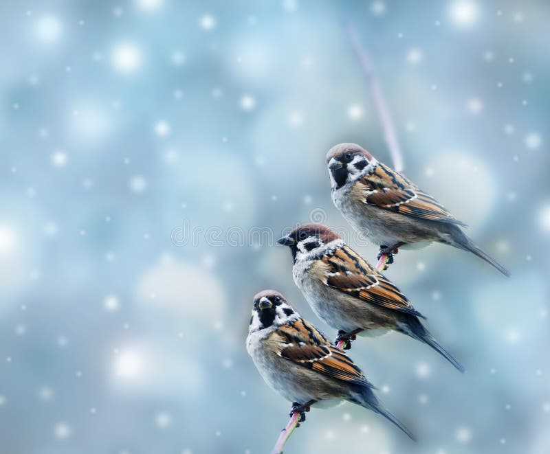 Three sparrows stock photo. Image of birds, perched, festive - 22398754