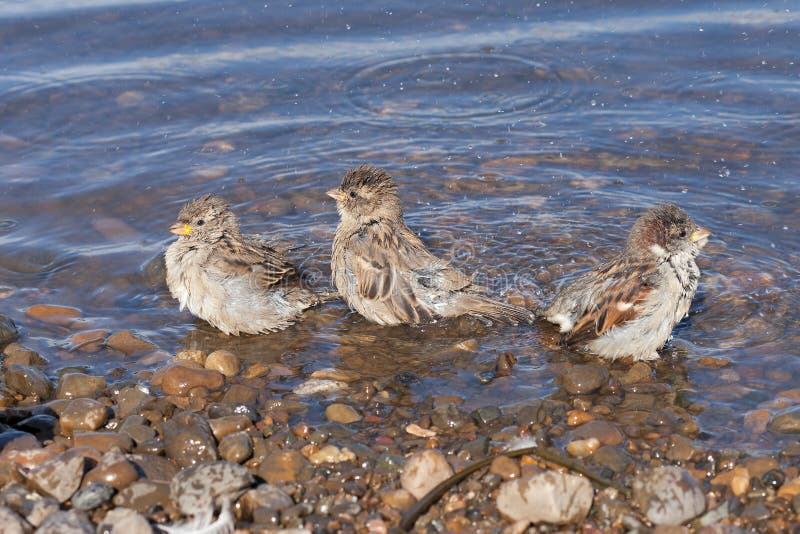 Three Sparrows Sits on a Fir Branch in the Autumn or Winter Stock Image ...