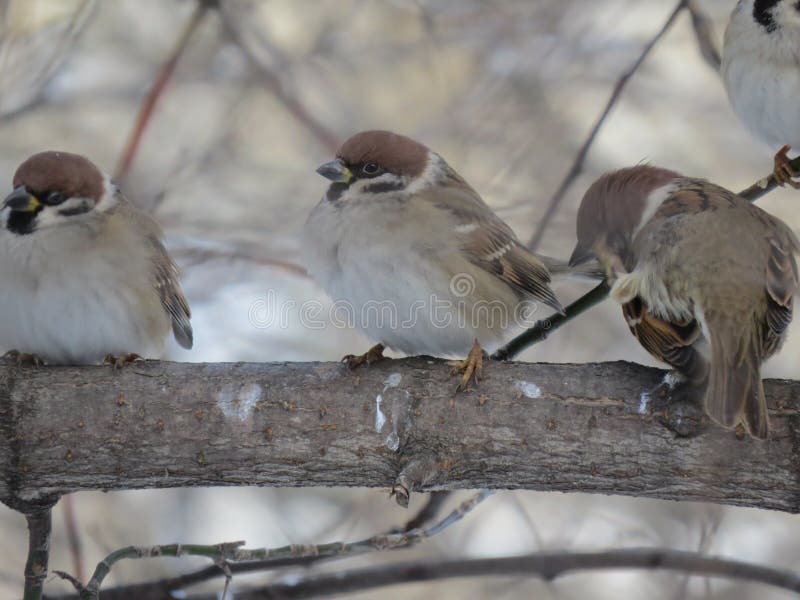 Three Sparrows on a Branch. Tree. Frost Stock Image - Image of garden ...
