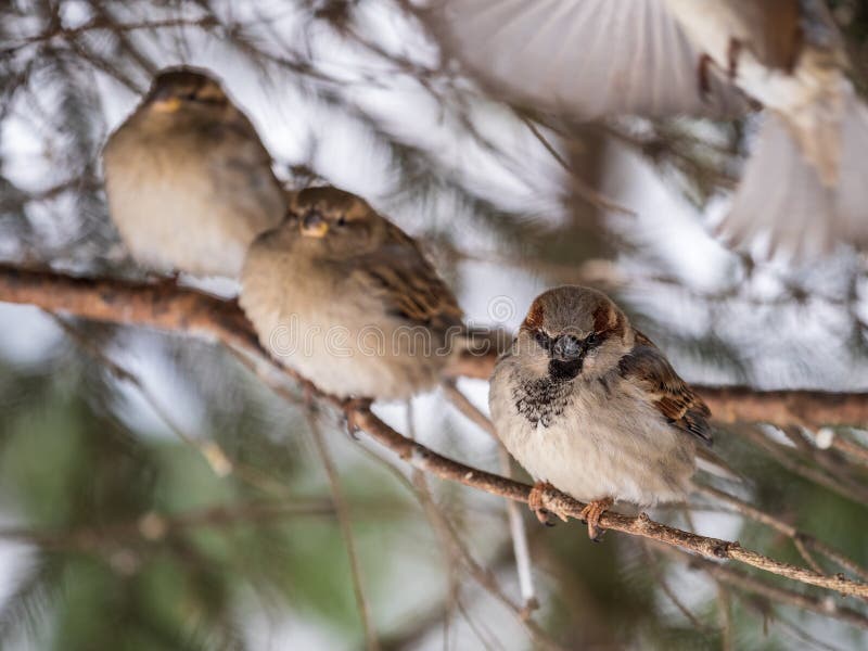 Three Sparrows Sits on a Fir Branch in the Autumn or Winter Stock Photo ...