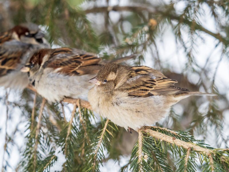 Three Sparrows Sits on a Fir Branch in the Autumn or Winter Stock Image ...