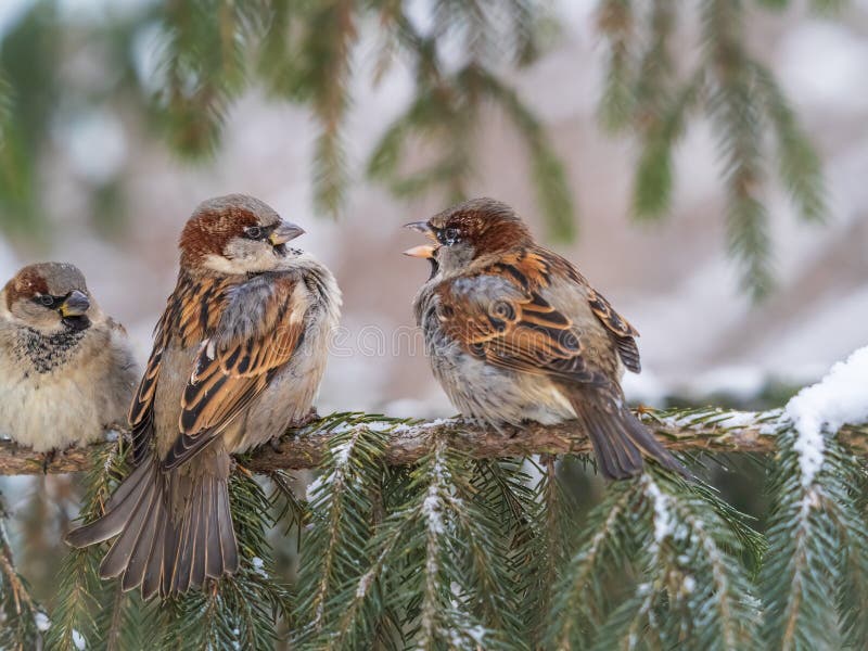 Three Sparrows Sits on a Fir Branch in the Autumn or Winter Stock Photo ...