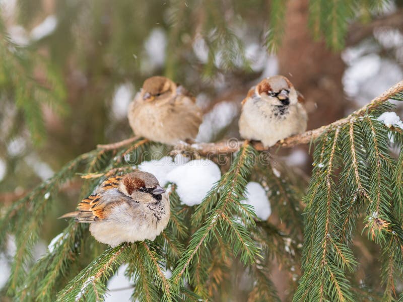 Three Sparrows Sits on a Fir Branch in the Autumn or Winter Stock Image ...