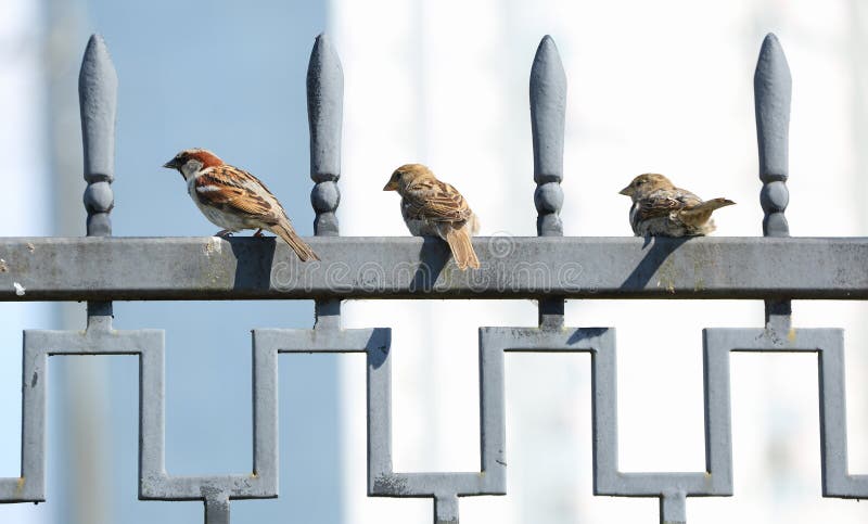 Three Sparrows are Sitting on a Gray Metal Fence Stock Image - Image of ...