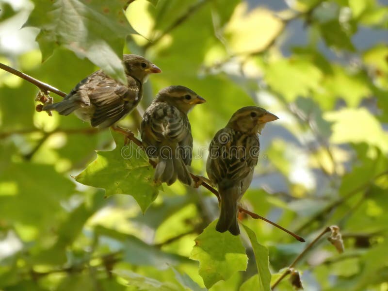 Three Sparrows Standing on the Tree Branch Looking for Food Stock Image ...