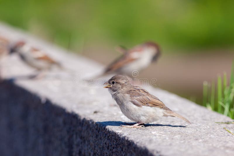 Three sparrows on stone stock photo. Image of passer - 135447312