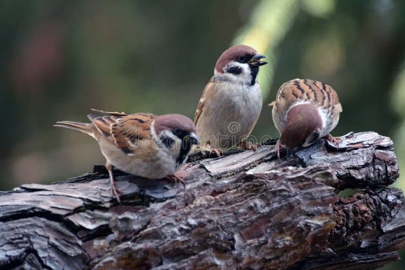 Three sparrows on a tree stock image. Image of animal - 237967063
