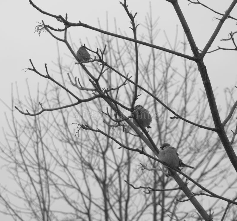 Three Sparrows on a Tree Branch Stock Image - Image of hungry, sitting ...