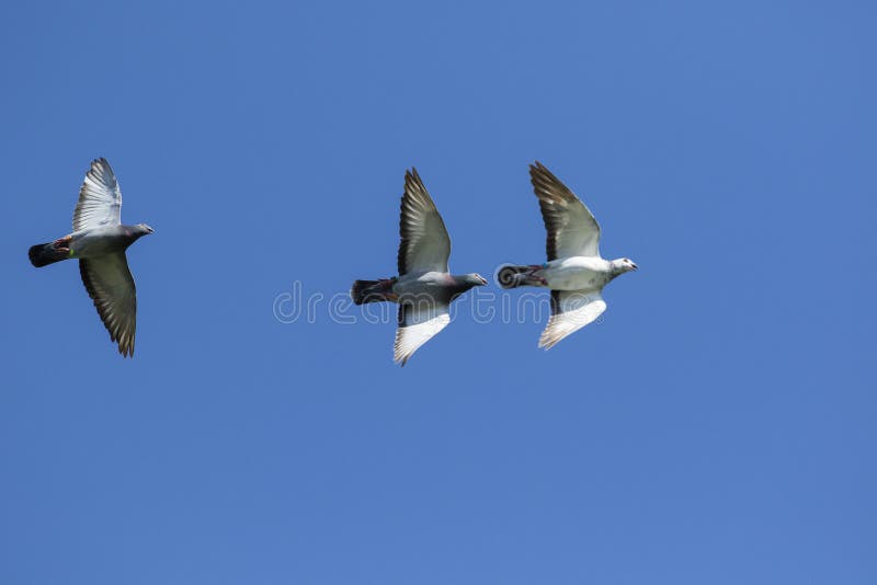 Three Speed Racing Pigeon Bird Flying Against Clear Blue Sky Stock ...
