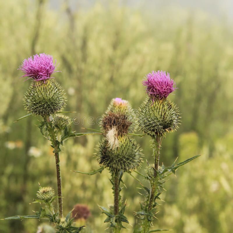 Three spikes of flowers stock image. Image of leaf, backgrounds - 43908195