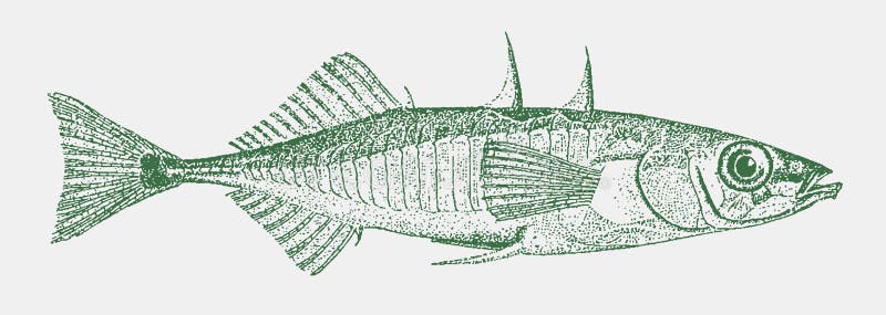 Stickleback Stock Illustrations – 70 Stickleback Stock Illustrations ...
