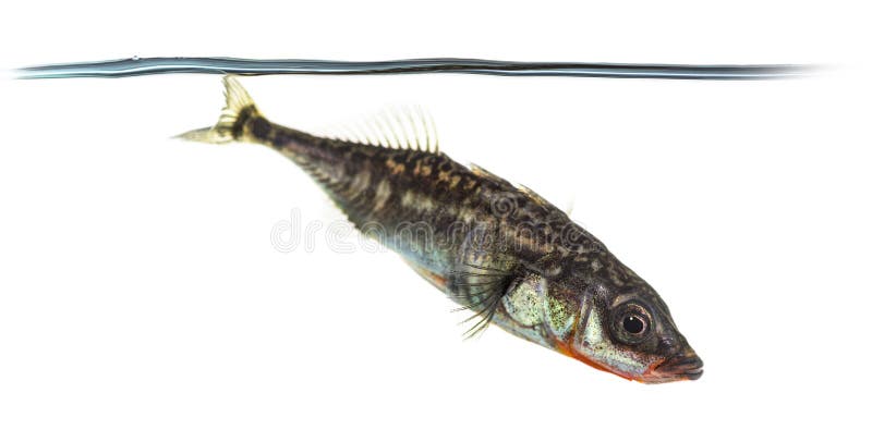 Three-spined Stickleback Fish Underwater, Gasterosteus Aculeatus ...