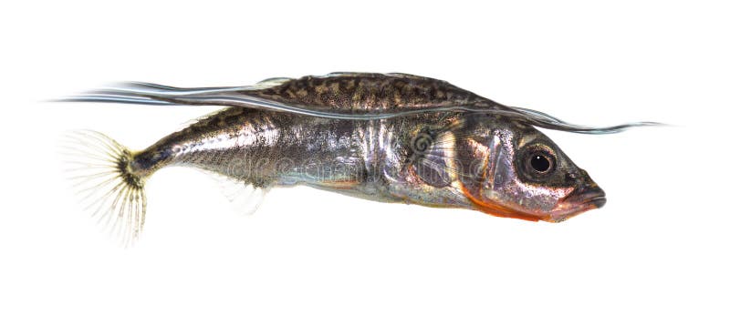 Three-spined Stickleback, Gasterosteus Aculeatus, Isolated on White ...
