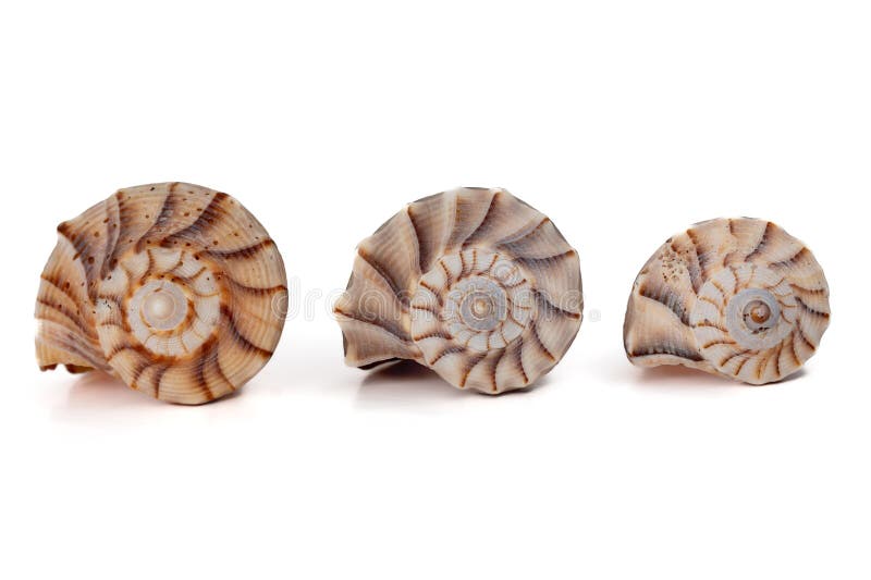 Three Spiral Seashells Side by Side on White Stock Image - Image of ...