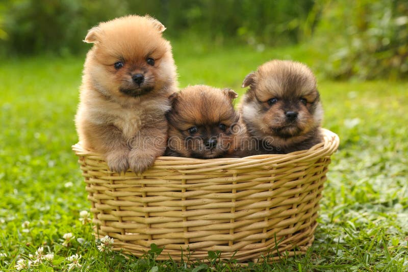 Three Spitz Puppies is in Wicker Basket Stock Photo - Image of funny ...