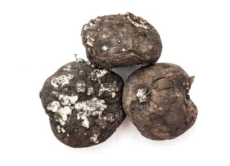 Three spoiled potatoes stock photo. Image of harvest - 169786504 Three spoiled potatoes stock photo. Image of harvest - 169786504