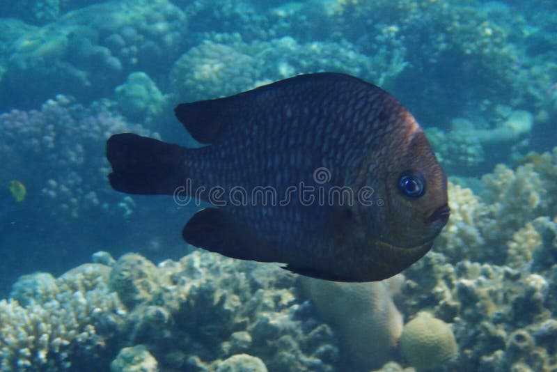 Threespot Dascyllus Photos - Free & Royalty-Free Stock Photos from ...