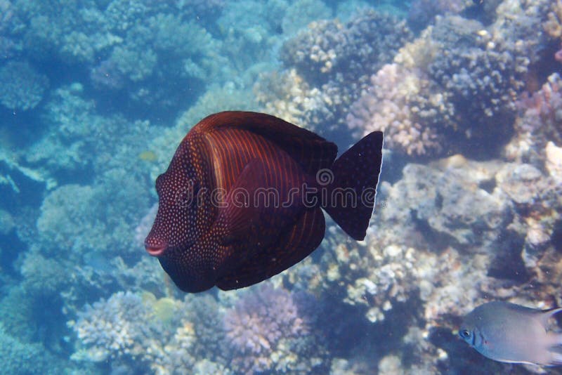 Three-spot Dascyllus Dascyllus Trimaculatus Fish Stock Photo - Image of ...