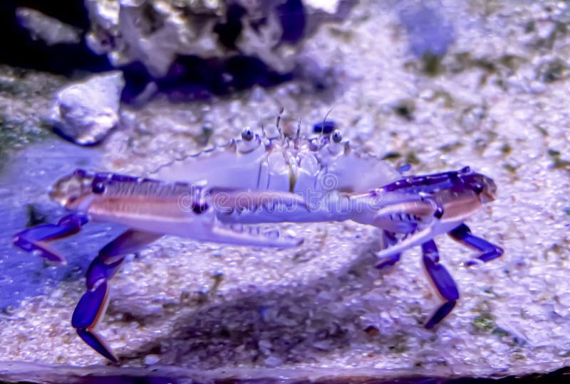 Three Spotted Swimming Crab Gracefully Swimming in Under Water Sea ...