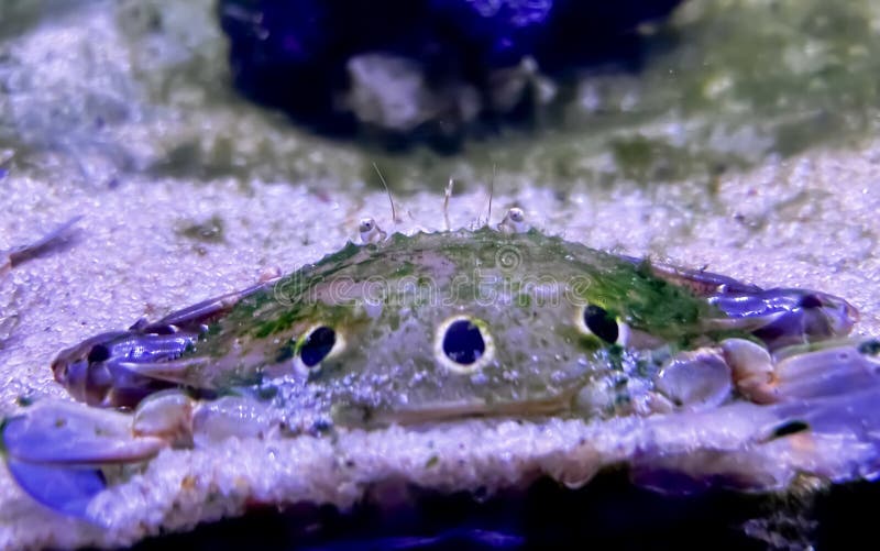Three Spotted Swimming Crab Gracefully Swimming in Under Water Sea ...