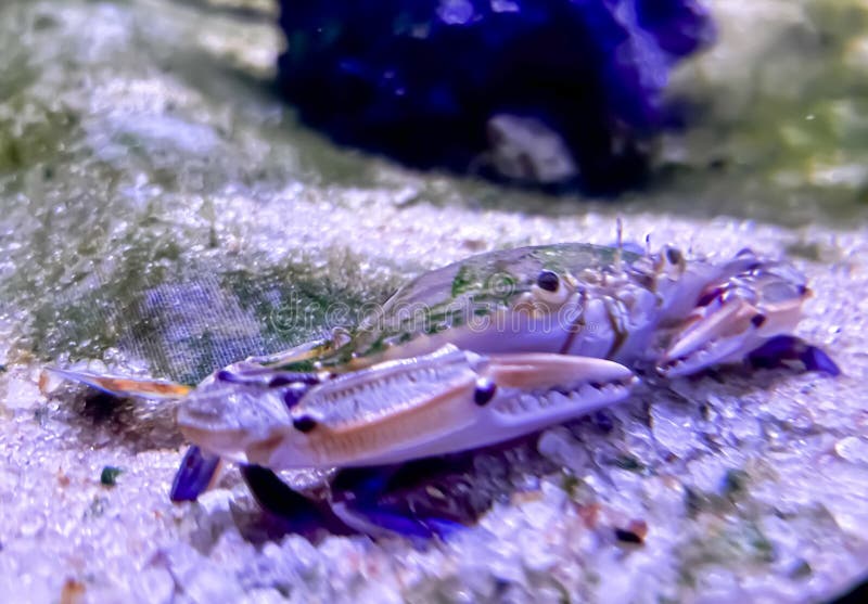 Three Spotted Swimming Crab Gracefully Swimming in Under Water Sea ...