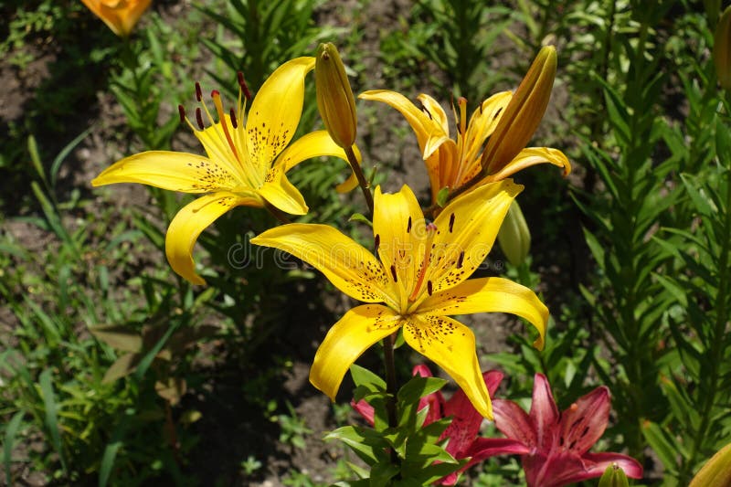 Three Spotted Yellow Flowers Lilies Stock Photos - Free & Royalty-Free ...