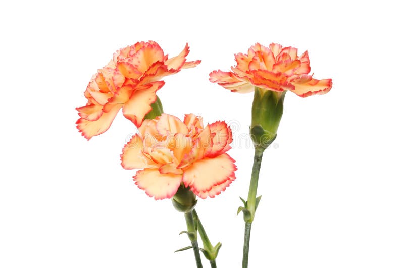 Three Spray Carnation Flowers Stock Photo - Image of blossom ...
